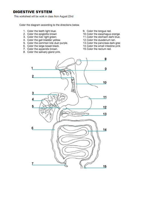 Digestive System Coloring Sheet Printable Pdf Download