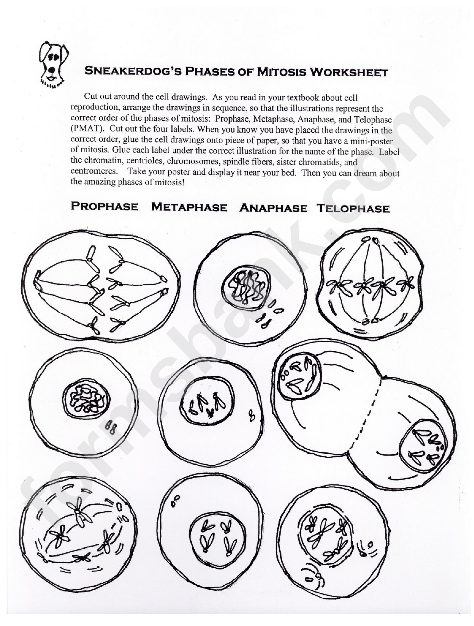 Phases Of Mitosis Worksheet Printable Pdf Download Phases Of Mitosis Worksheet Printable Pdf Download