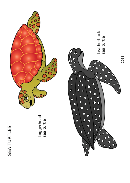 Coloring Sheet - Turtle printable pdf download