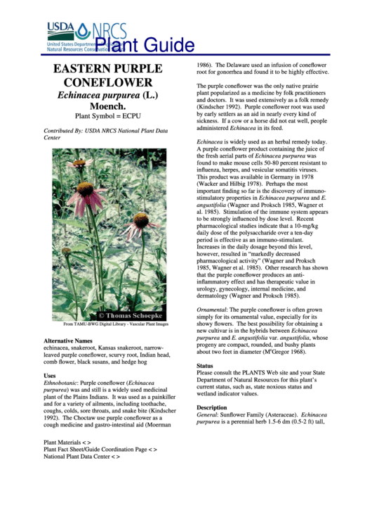 Plant Guide - Eastern Purple Coneflower Echinacea Purpurea (L.) Moench ...