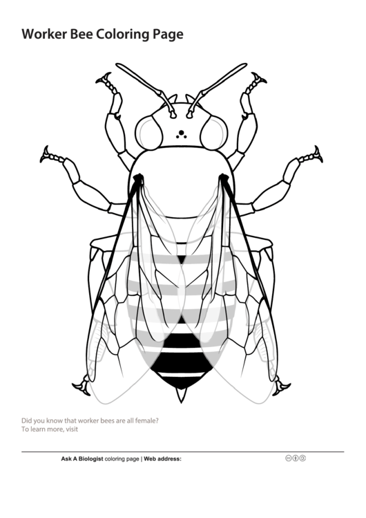 Top Bee Coloring Sheets free to download in PDF format
