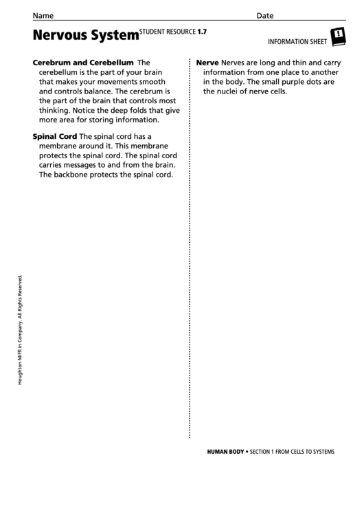 Nervous System Student Information Sheet printable pdf download