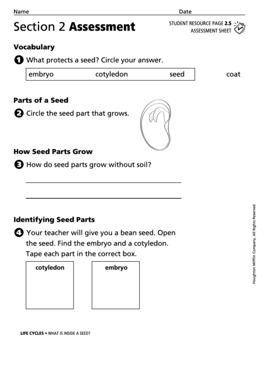 Life Cycles What Is Inside A Seed Assessment Sheet printable pdf download